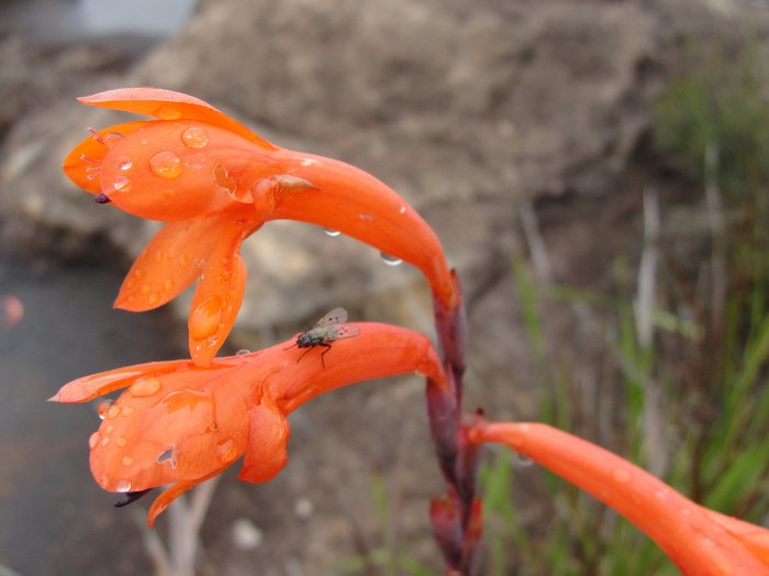 Gallery - Category: Fauna & Flora Spring 2011 - Image: Fly in the mist ...